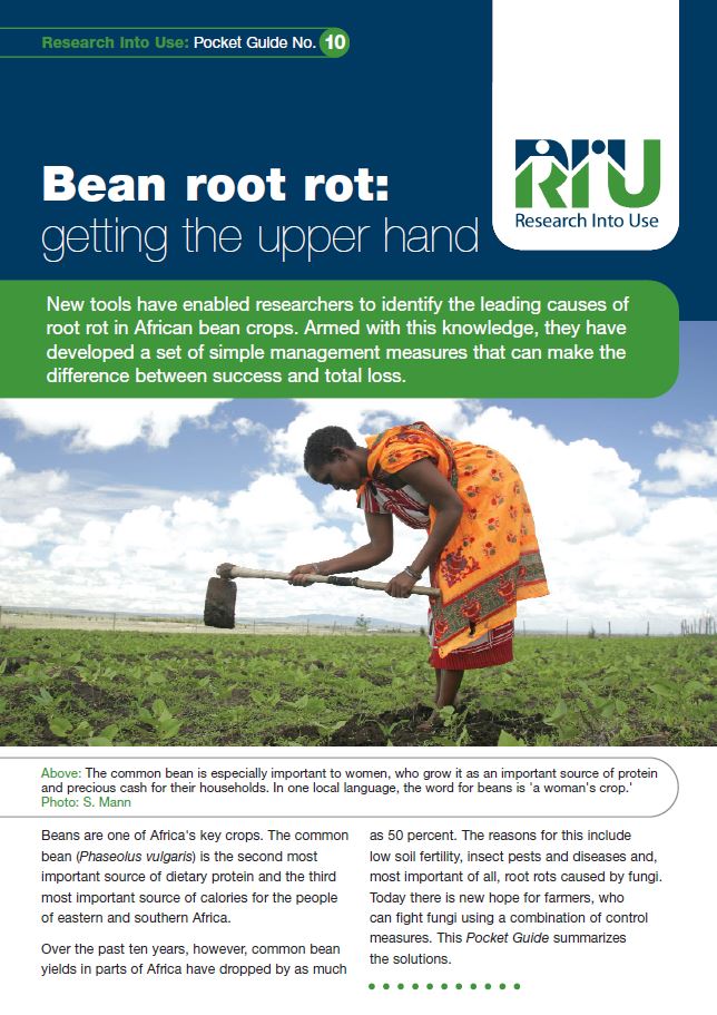 Bean Root Rot Symptoms